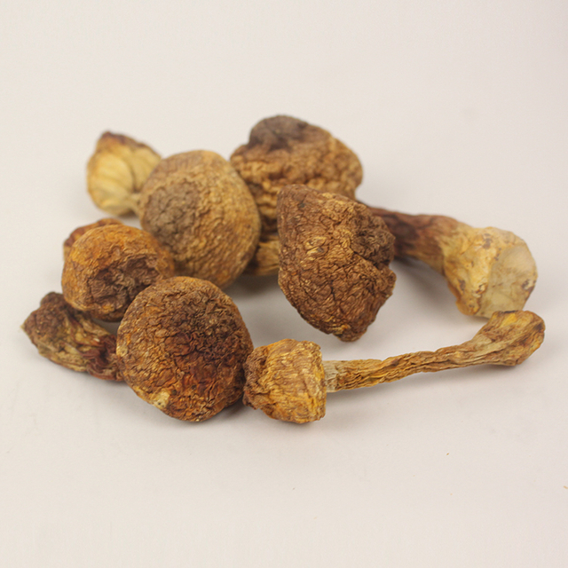 Wholesale Agaricus Blazei Murill Extract Manufacturers, Manufacturing ...